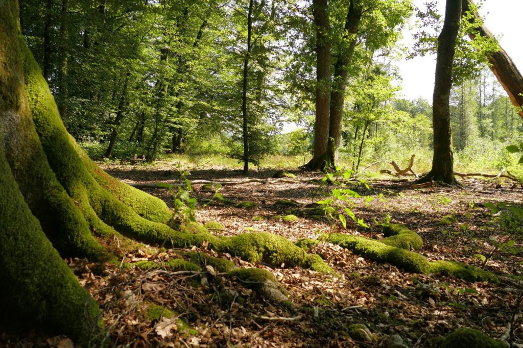 Wat valt er te doen in Tenneville? Toerisme in het woud van Saint-Hubert