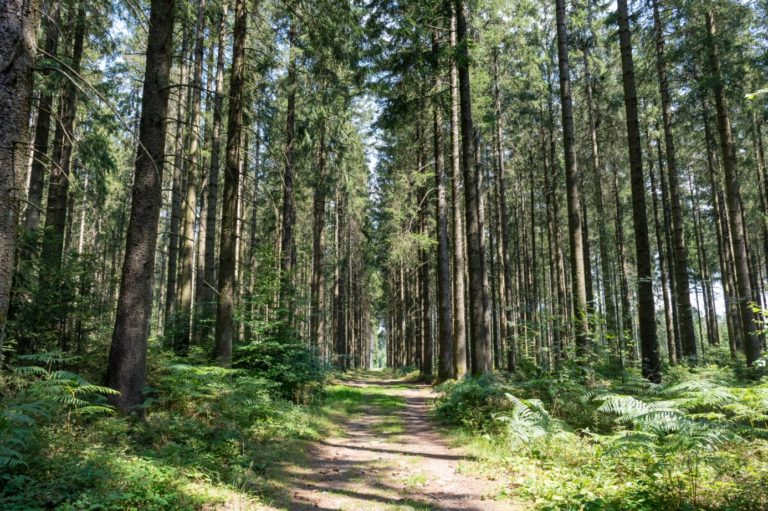 Holidays in Libramont-Chevigny (Belgium, Forêt de St-Hubert)