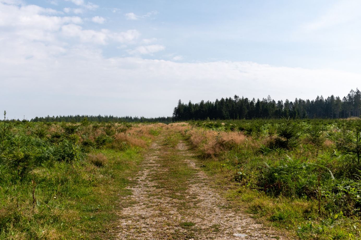 Holidays in Libramont-Chevigny (Belgium, Forêt de St-Hubert)