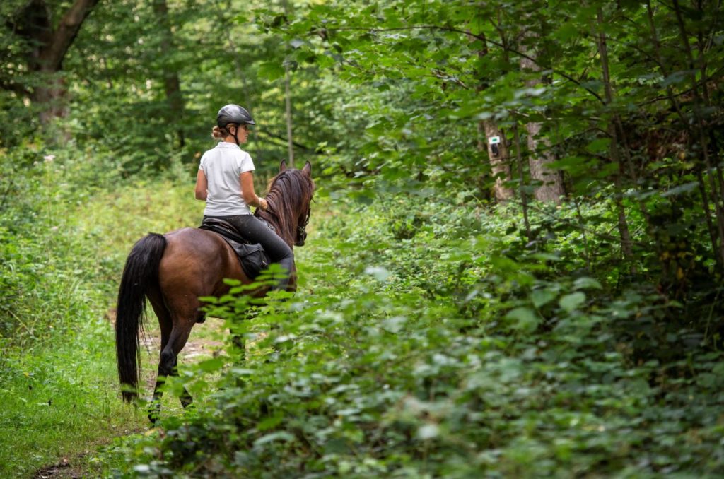 Wat valt er te doen in Wellin ? Toerisme in het woud van Saint-Hubert