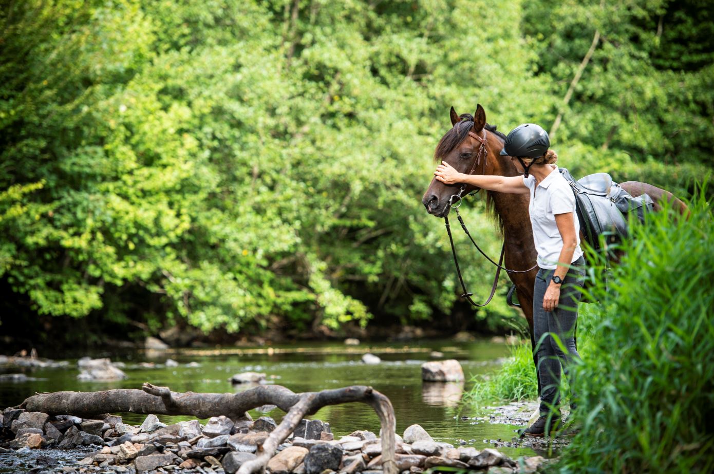 Wat valt er te doen in Wellin ? Toerisme in het woud van Saint-Hubert