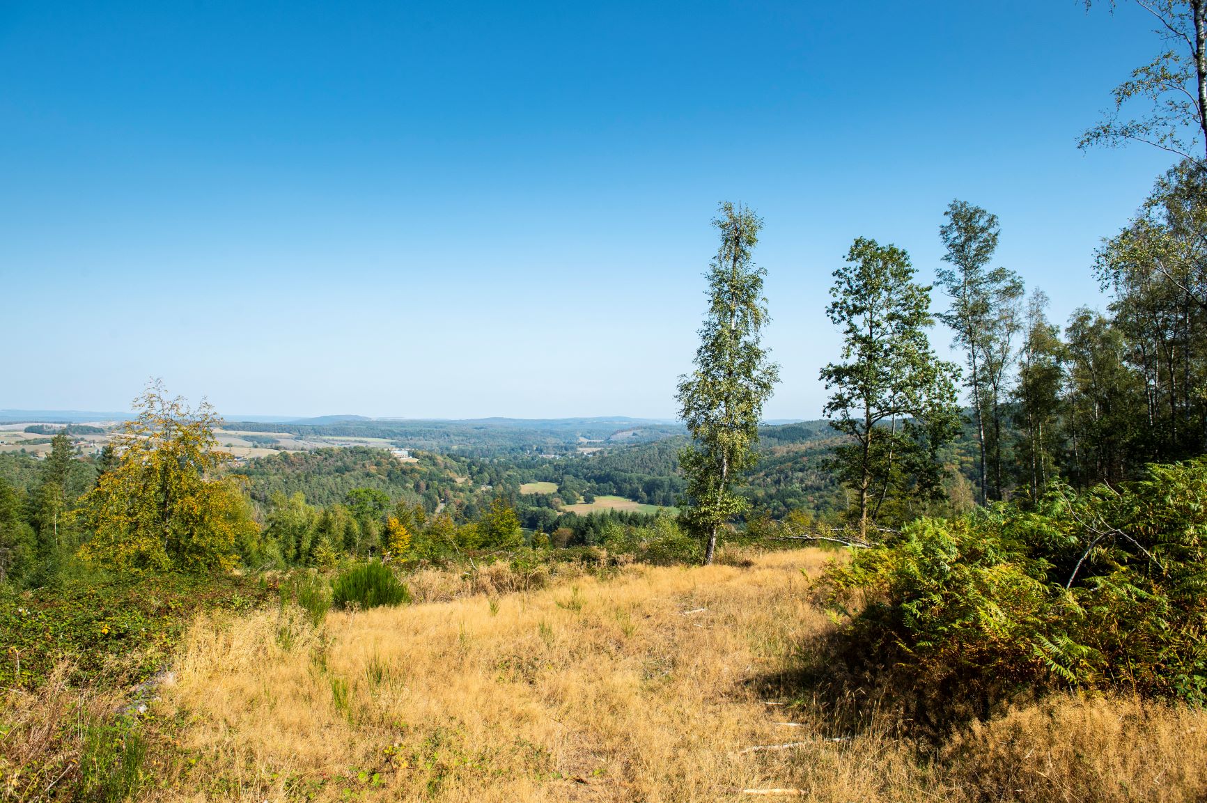 Wat valt er te doen in Wellin ? Toerisme in het woud van Saint-Hubert