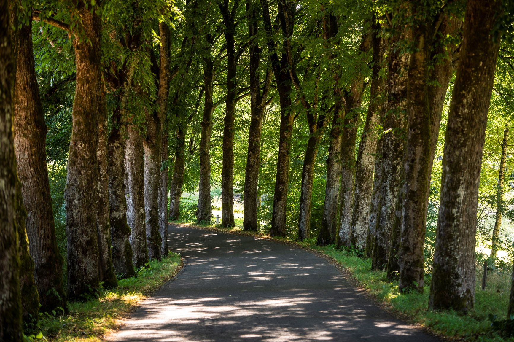Holidays in Libramont-Chevigny (Belgium, Forêt de St-Hubert)