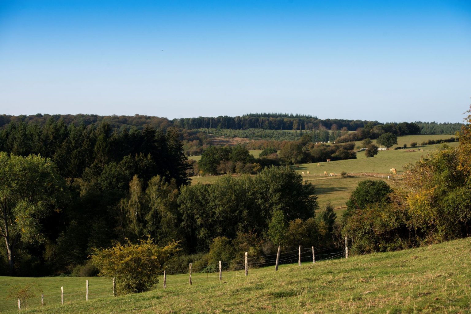 Holidays in Libramont-Chevigny (Belgium, Forêt de St-Hubert)