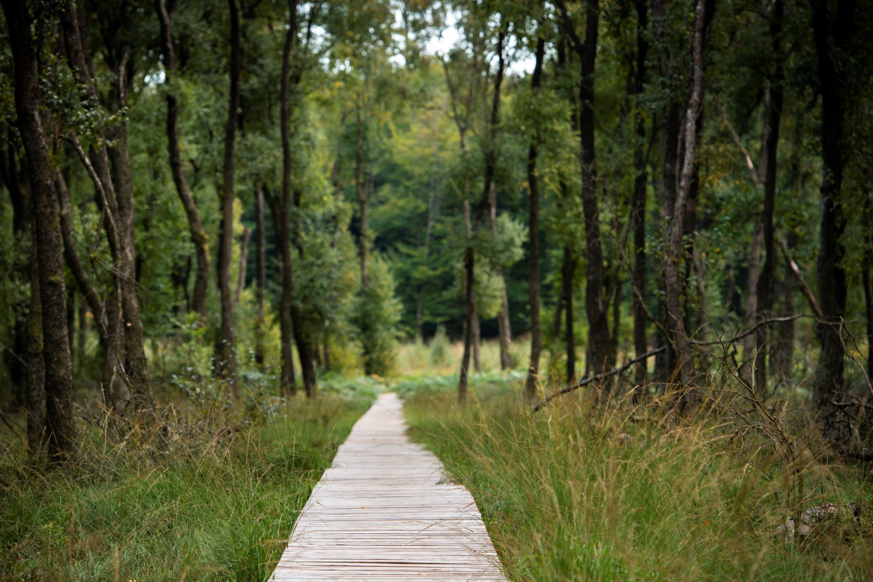 Vakantie in Tenneville (België, Ardennen, Forêt de Saint-Hubert)