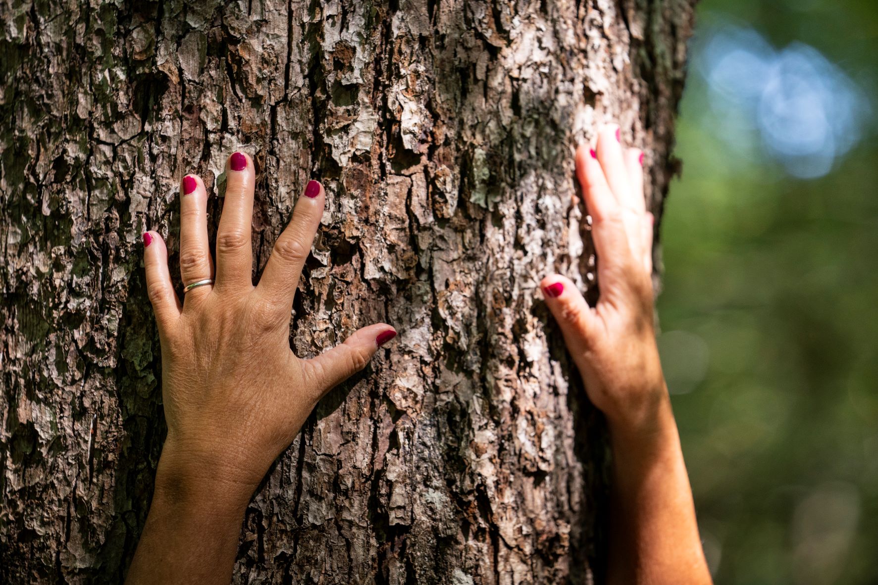 Vacances à Libramont-Chevigny (Belgique, Forêt de St-Hubert)