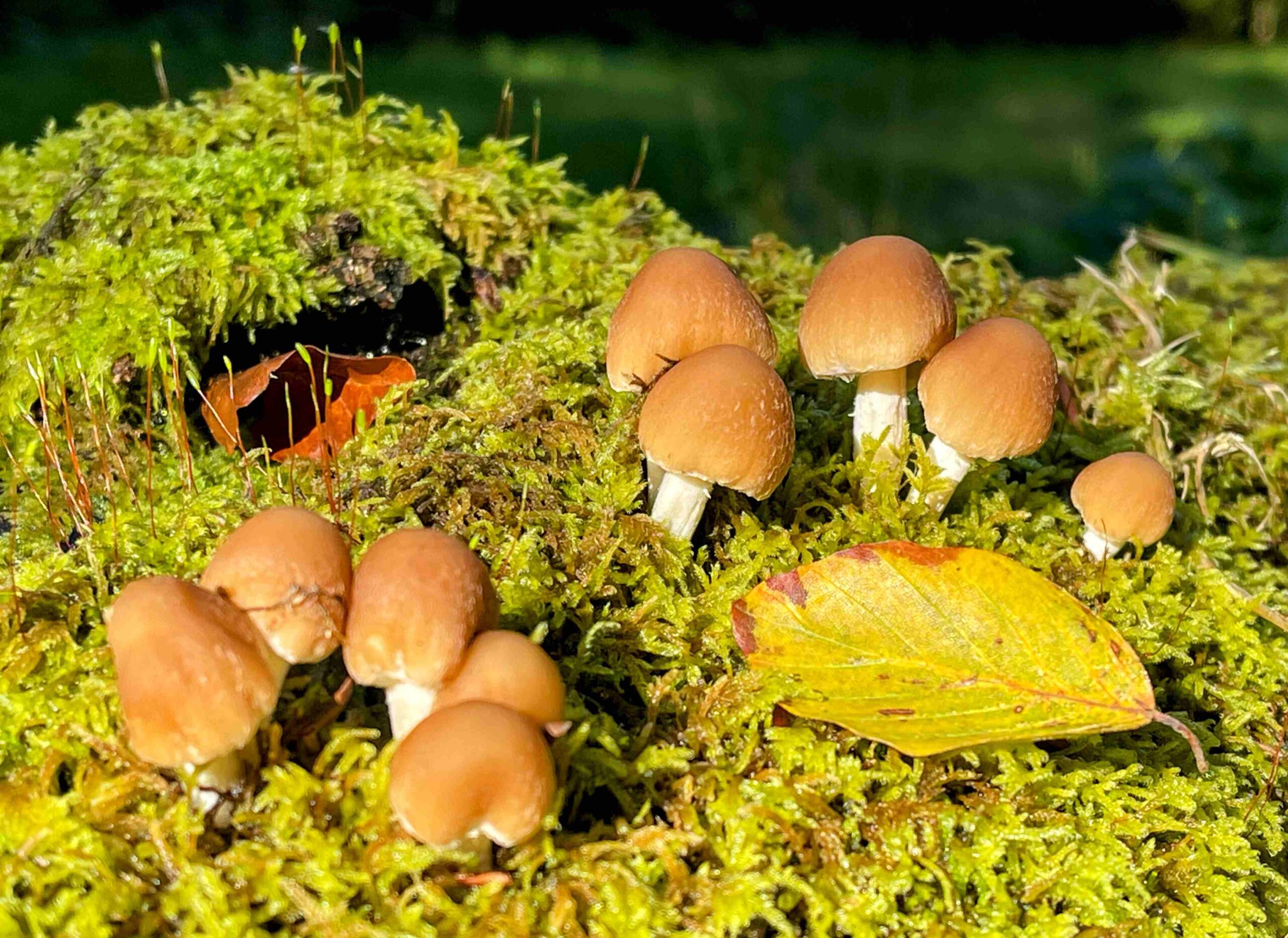 Nature guides in the Saint-Hubert Forest (Belgium, Ardennes)