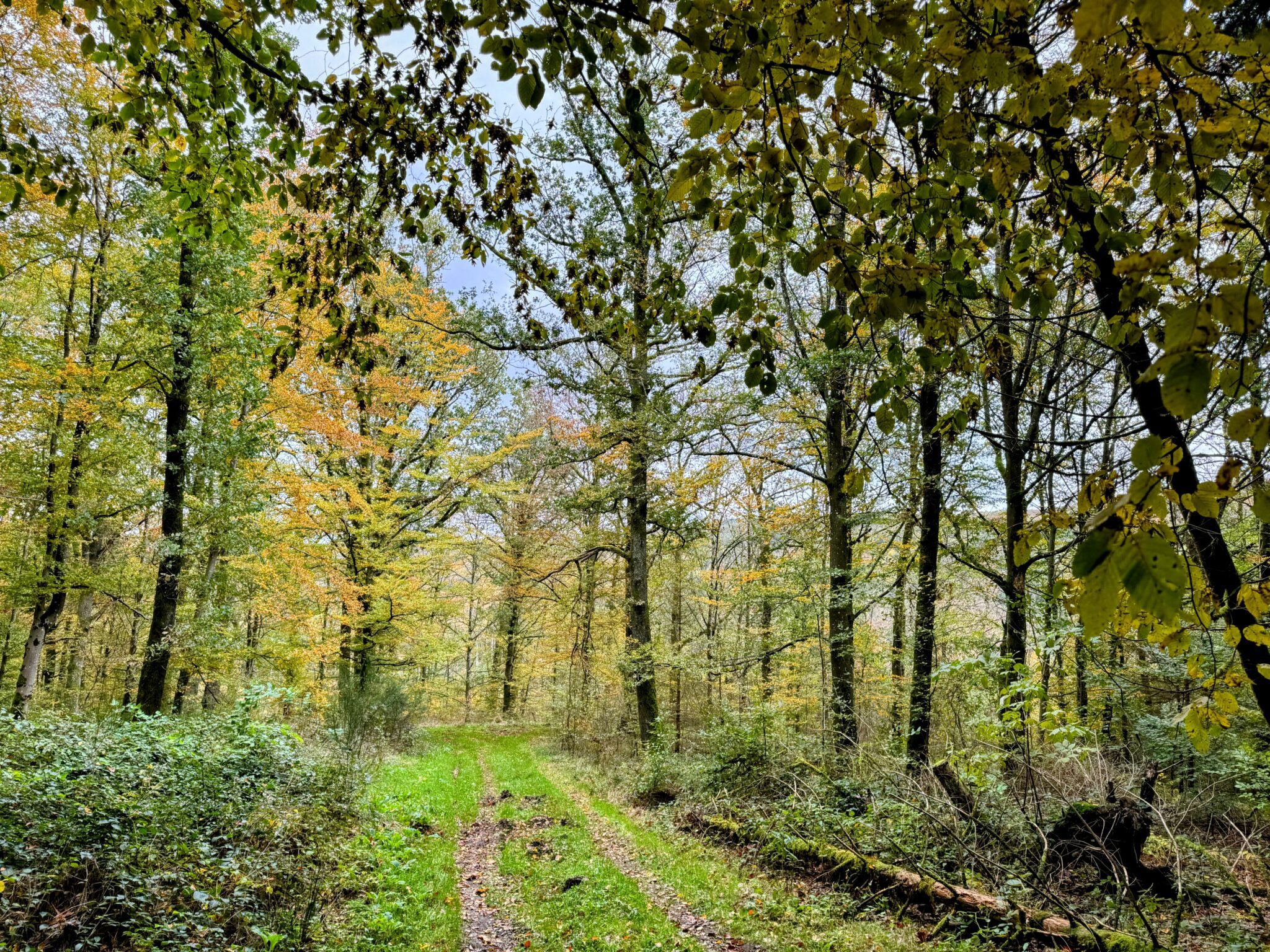 Vacances à Tellin (Belgique, Ardenne, Forêt de Saint-Hubert)