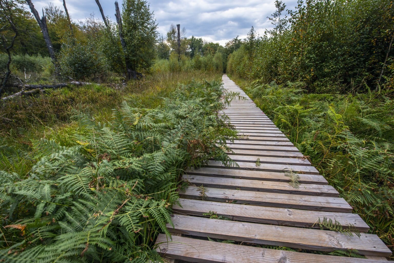Vakantie in Tenneville (België, Ardennen, Forêt de Saint-Hubert)