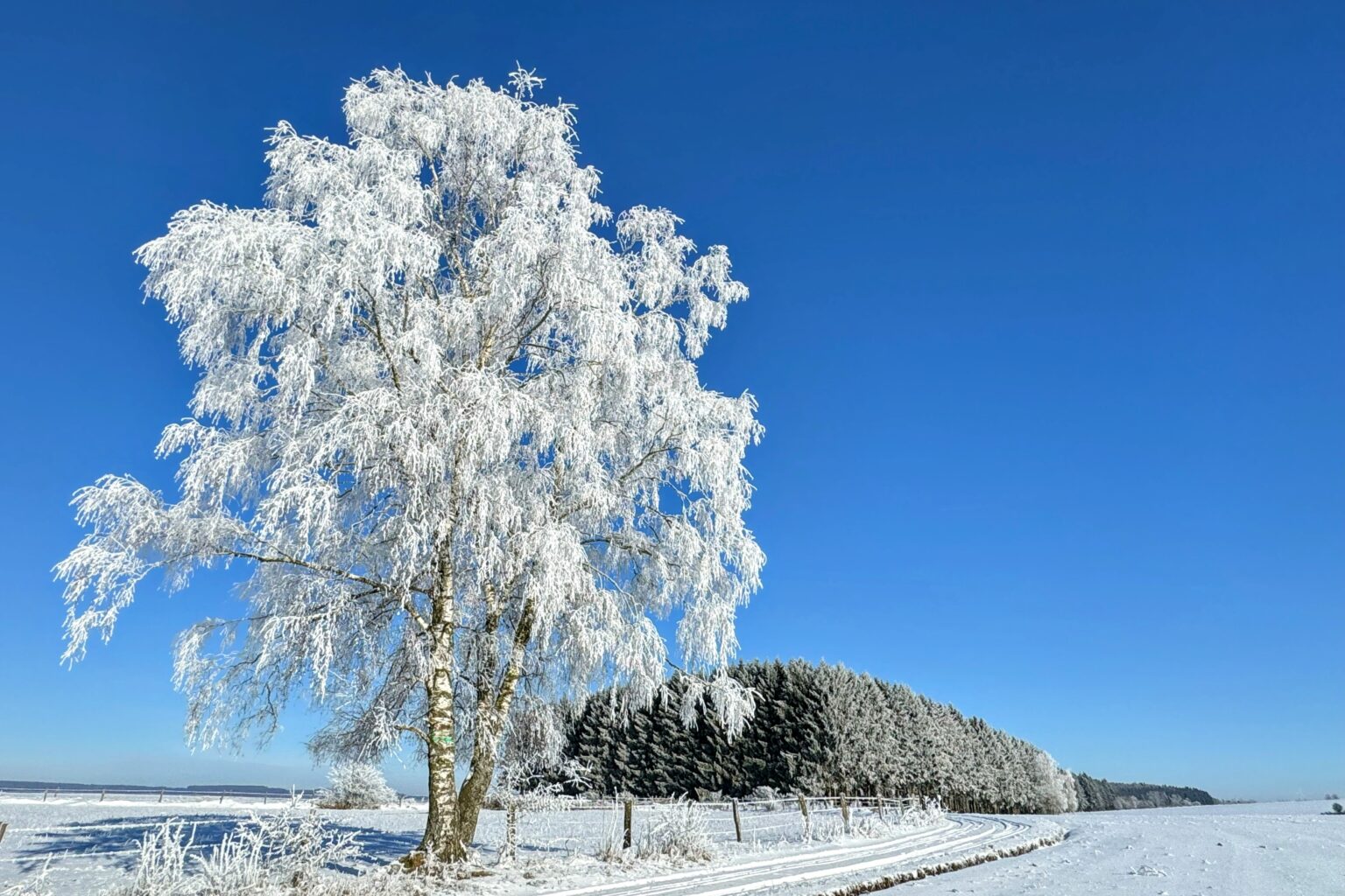 Holidays in Libramont-Chevigny (Belgium, Forêt de St-Hubert)