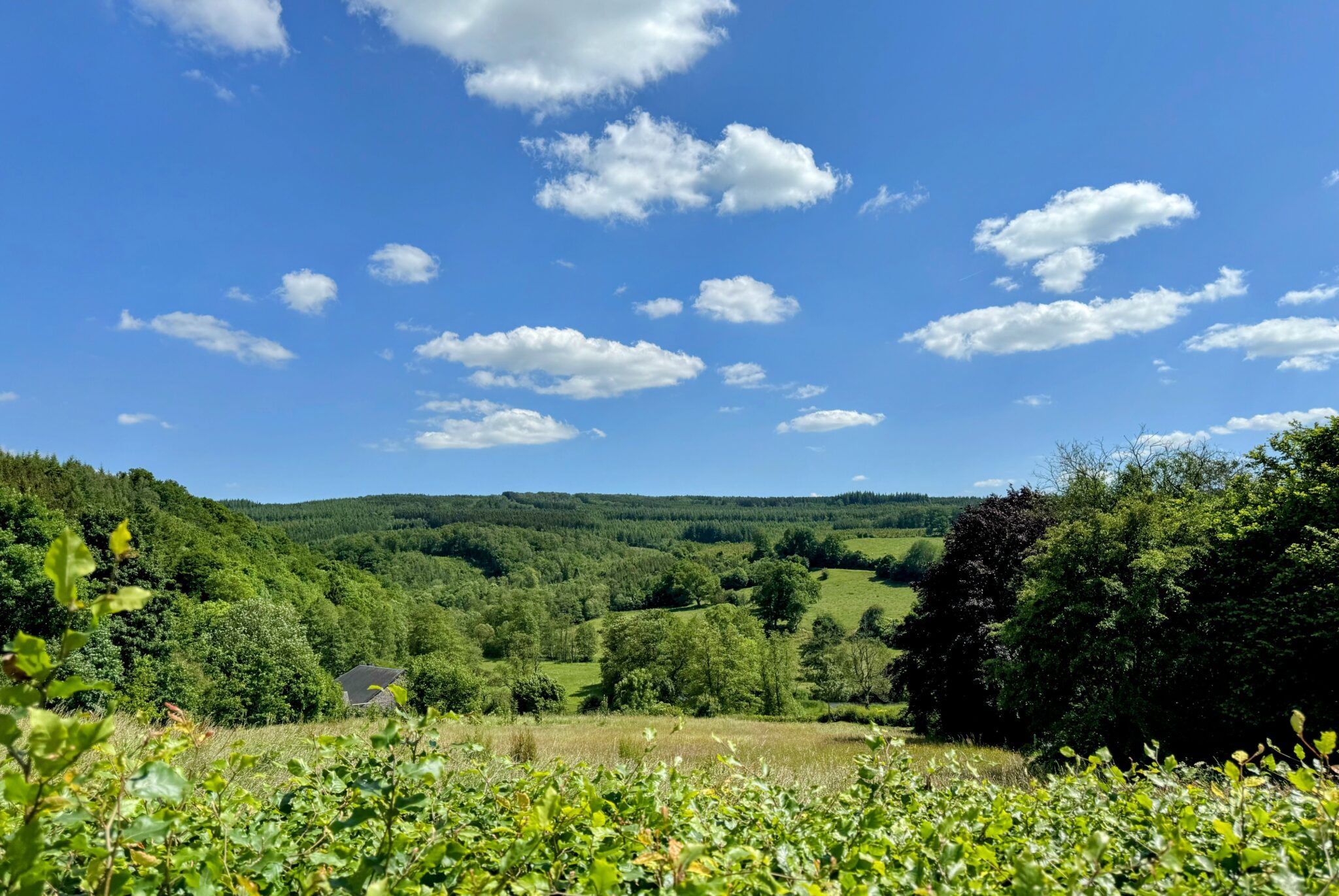 Vakantie in Tenneville (België, Ardennen, Forêt de Saint-Hubert)