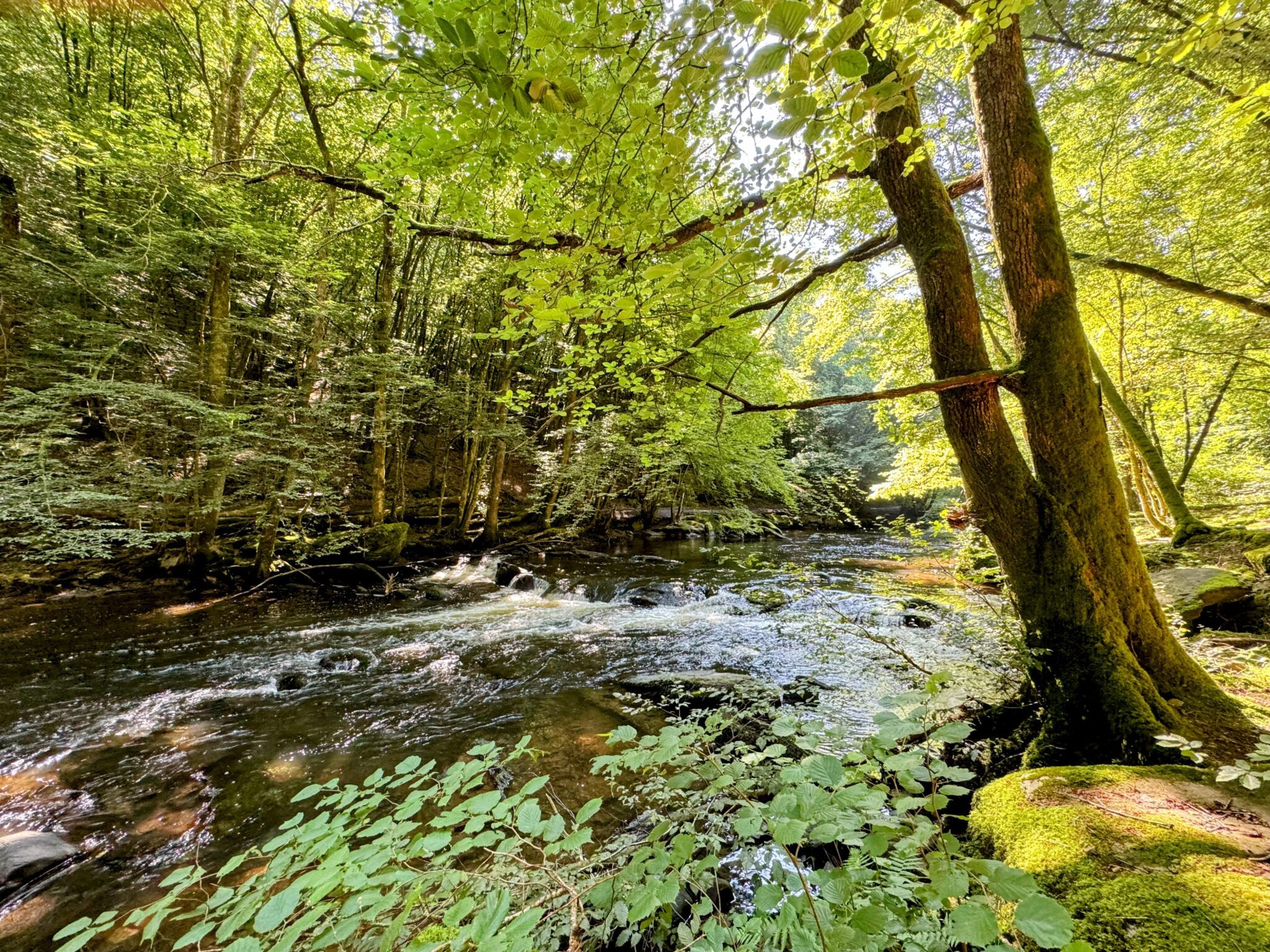 Vacances à Libin (Belgique - Ardenne - Forêt de Saint-Hubert)